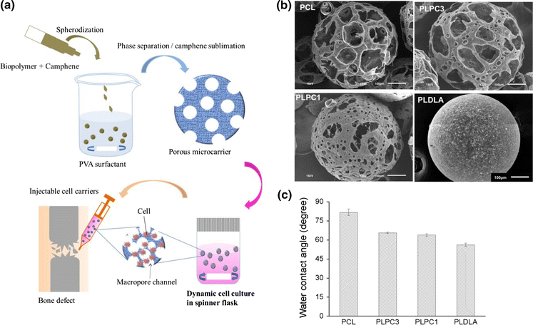 Dynamic cell culture on porous biopolymer microcarriers in a spinner ...