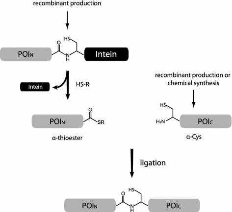 Split-inteins and their bioapplications | SpringerLink