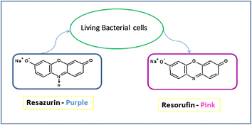 Resazurin-based 96-well plate microdilution method for the ...