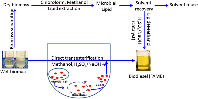 Technical difficulties and solutions of direct transesterification ...