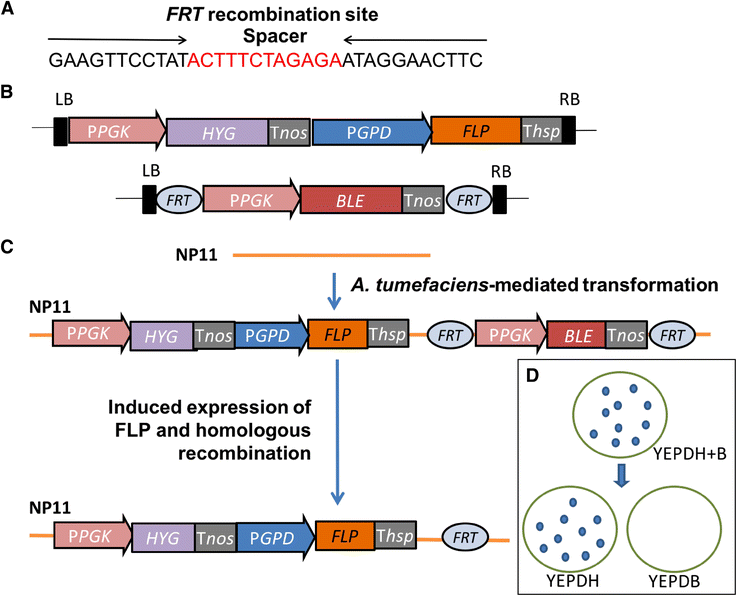 Developing a flippase-mediated maker recycling protocol for the ...