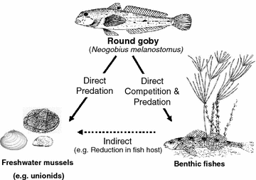 Secondary invasion of the round goby into high diversity Great Lakes ...