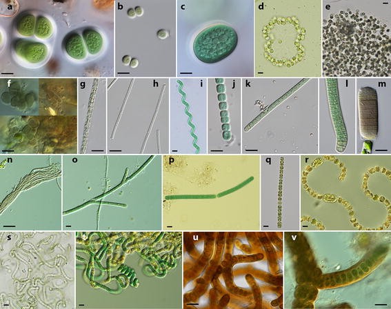 Species concepts and speciation factors in cyanobacteria, with ...