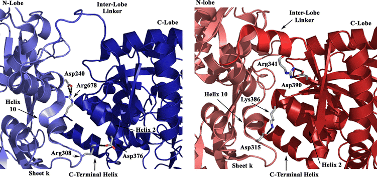 A structural comparison of human serum transferrin and human ...