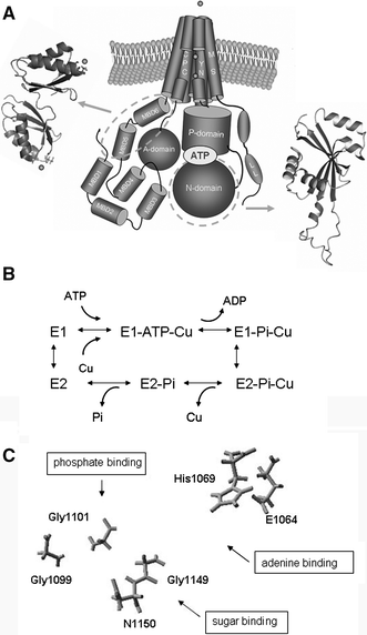 Hepatic copper-transporting ATPase ATP7B: function and inactivation at ...