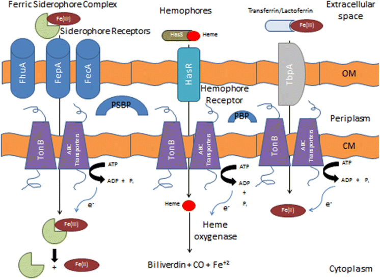 An overview of siderophores for iron acquisition in microorganisms ...