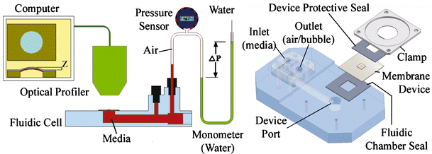 An ultra-thin PDMS membrane as a bio/micro–nano interface: fabrication ...