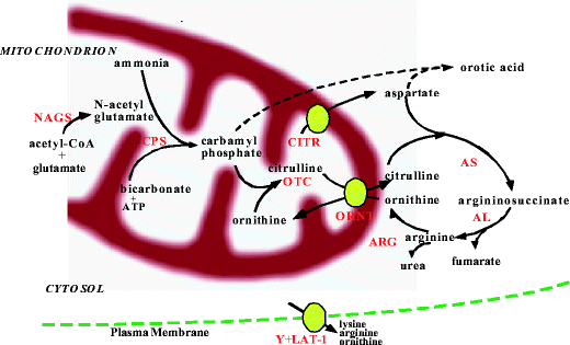 Neurological implications of urea cycle disorders | SpringerLink