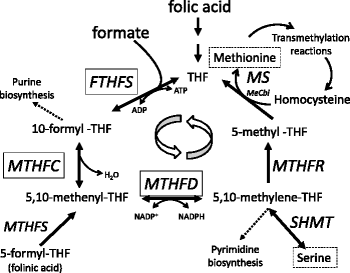 Characterization and review of MTHFD1 deficiency: four new patients ...