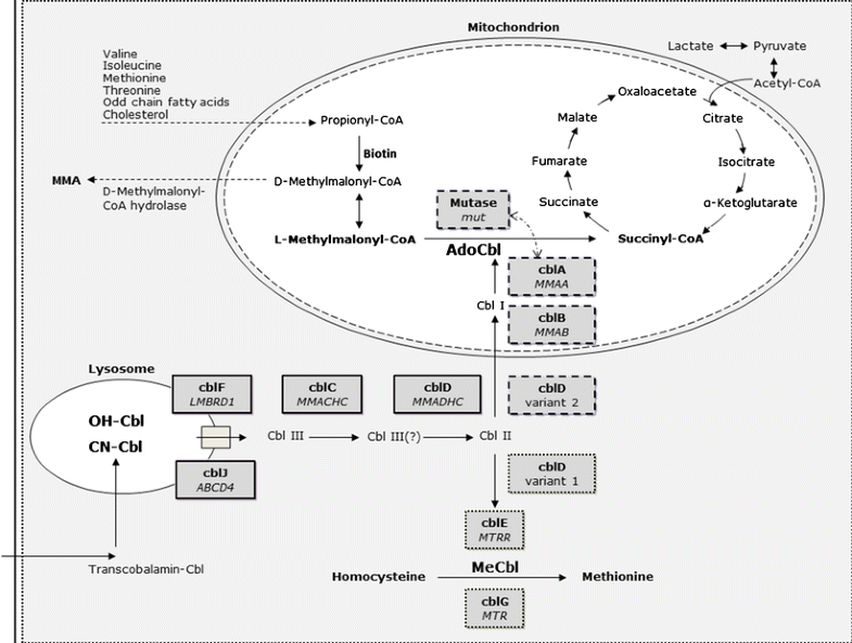 Propofol administration in patients with methylmalonic acidemia and ...