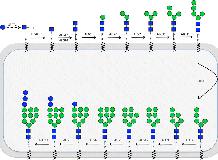 Recognizable phenotypes in CDG | SpringerLink