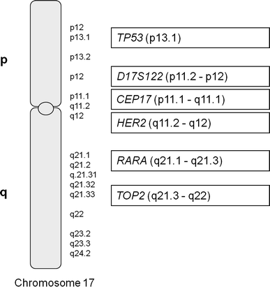 Co-amplification of the HER2 gene and chromosome 17 centromere: a ...