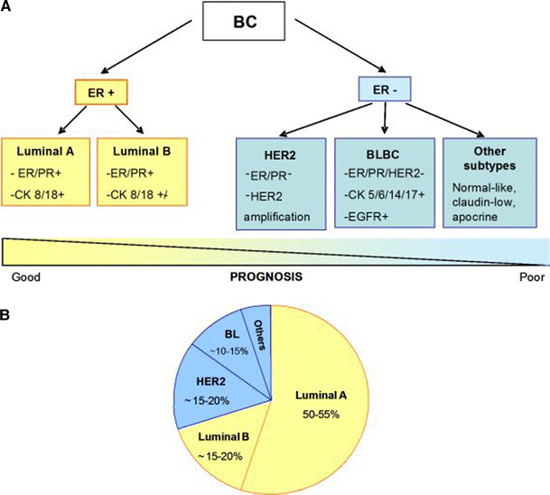 Molecular insights on basal-like breast cancer | SpringerLink