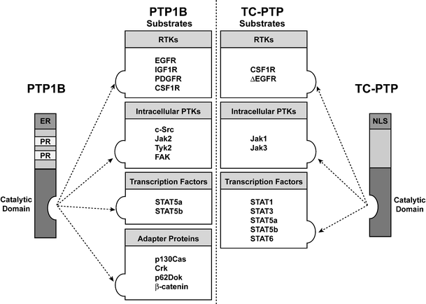 PTP1B and TC-PTP: regulators of transformation and tumorigenesis ...