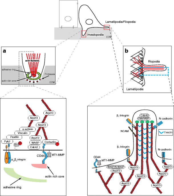 EMT, the cytoskeleton, and cancer cell invasion | SpringerLink