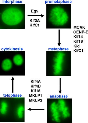 Kinesin motor proteins as targets for cancer therapy | SpringerLink