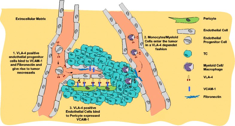 Contribution of very late antigen-4 (VLA-4) integrin to cancer ...