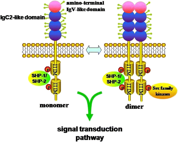 Roles of CEACAM1 in cell communication and signaling of lung cancer and ...
