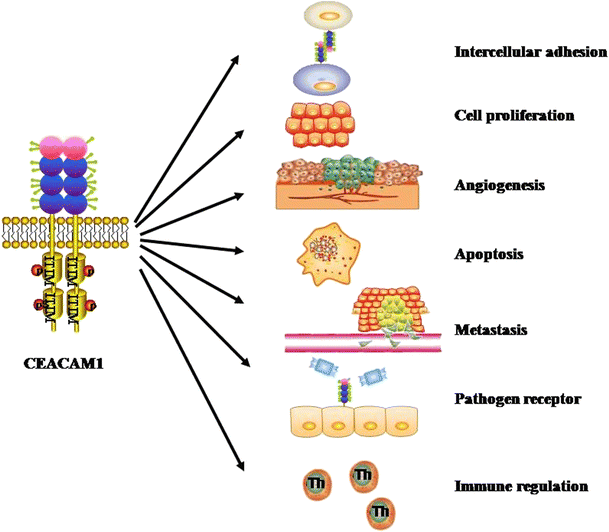 Roles of CEACAM1 in cell communication and signaling of lung cancer and ...
