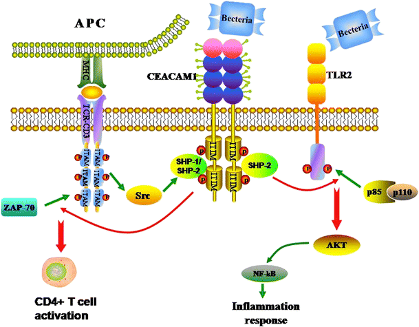 Roles of CEACAM1 in cell communication and signaling of lung cancer and ...