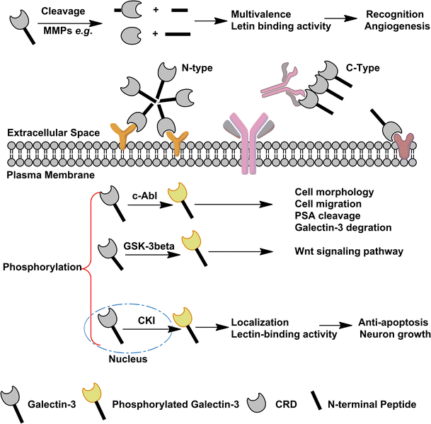 Cleavage and phosphorylation: important post-translational ...