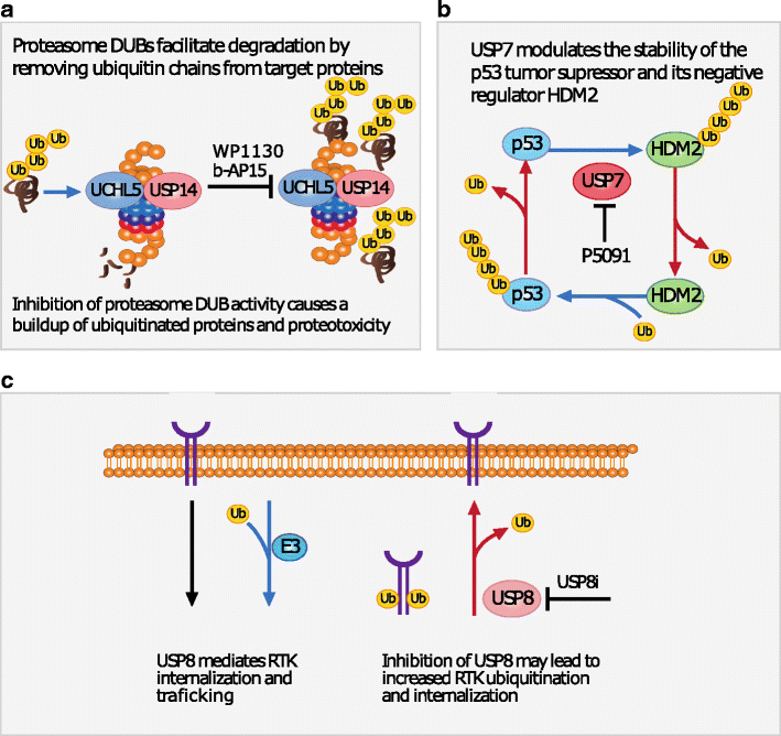 Proteasome-associated deubiquitinases and cancer | SpringerLink