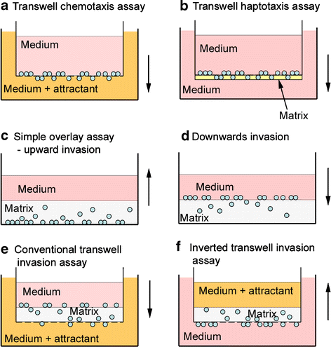 Cell motility assays | SpringerLink