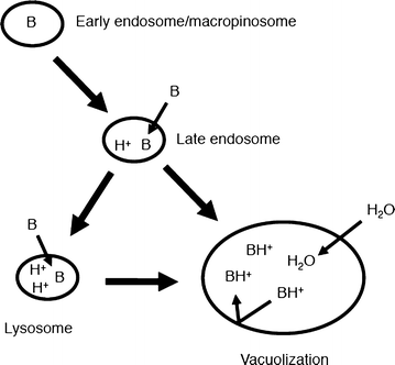 Cytoplasmic vacuolization during exposure to drugs and other substances ...