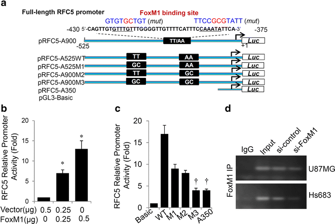 FoxM1-mediated RFC5 expression promotes temozolomide resistance ...