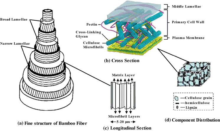 Bamboo fiber and its reinforced composites: structure and properties ...