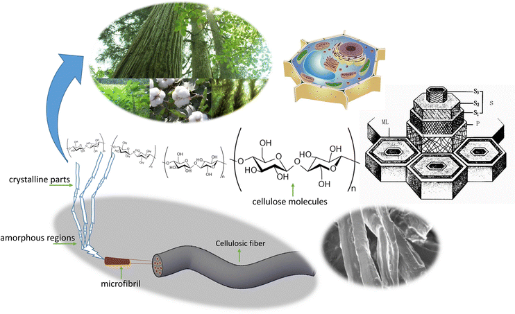Recent developments of cellulose materials for lithium-ion battery ...