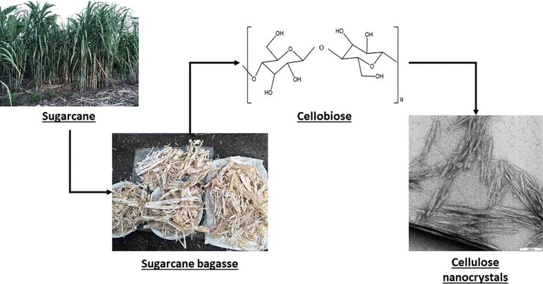 Sugarcane bagasse fiber and its cellulose nanocrystals for polymer ...