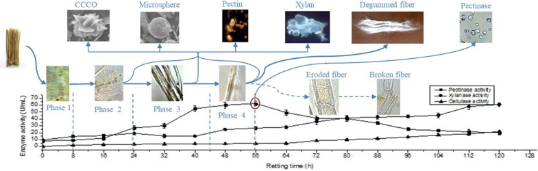 Visual degumming process of ramie fiber using a microbial consortium ...