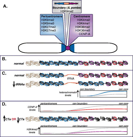 Pericentric and centromeric transcription: a perfect balance required ...