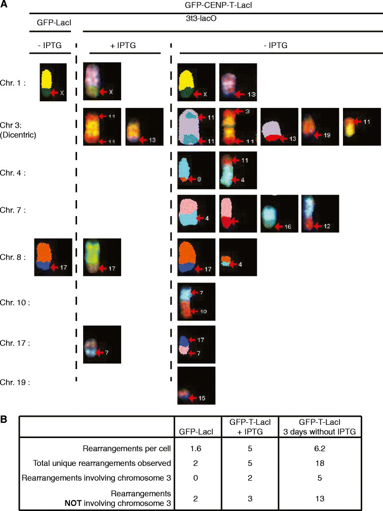 Induced dicentric chromosome formation promotes genomic rearrangements ...