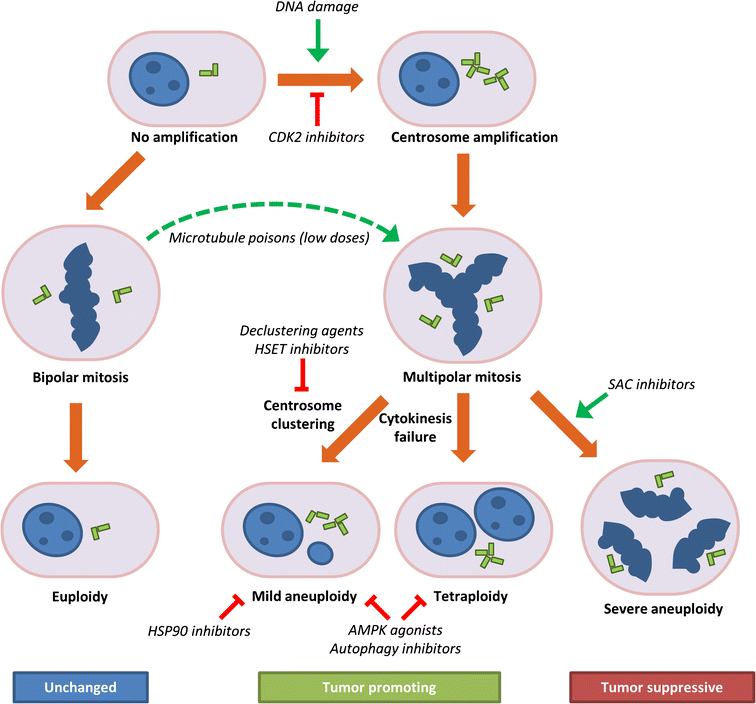 Centrosome amplification, chromosomal instability and cancer ...