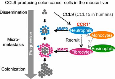 CCR1-mediated accumulation of myeloid cells in the liver ...