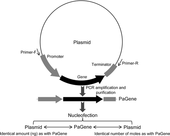 Comparison of plasmid DNA versus PCR amplified gene of insert DNA for ...