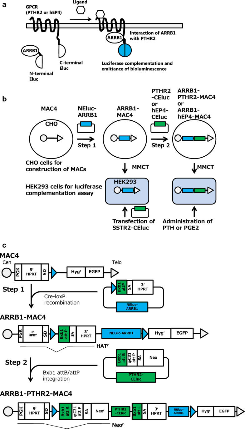 A luciferase complementation assay system using transferable mouse ...