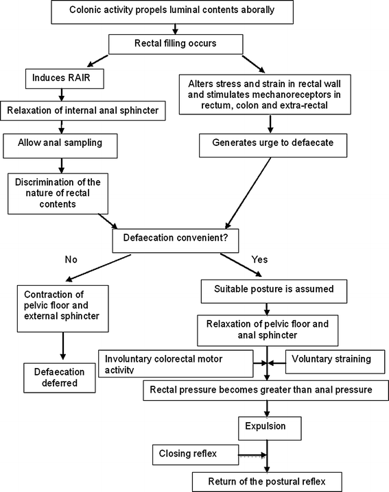 The Physiology of Human Defecation | SpringerLink