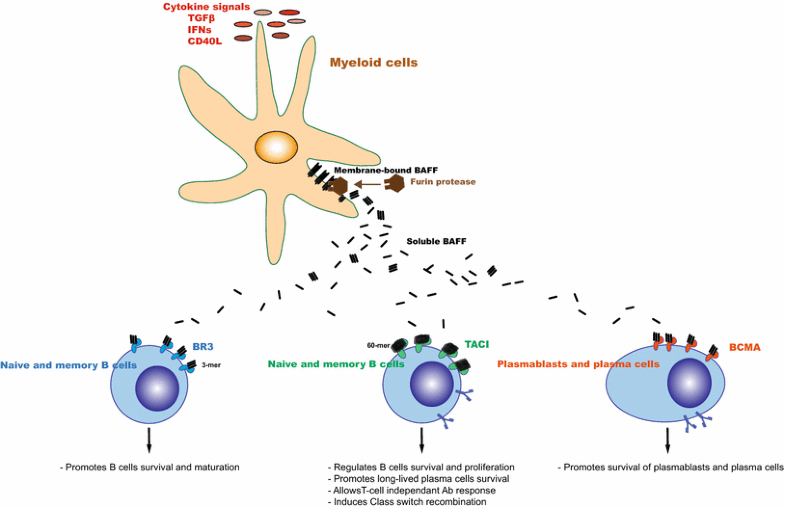 B Cell-Activating Factor (BAFF)-Targeted B Cell Therapies in ...