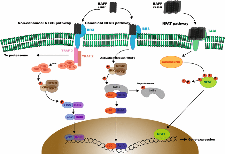 B Cell-Activating Factor (BAFF)-Targeted B Cell Therapies in ...