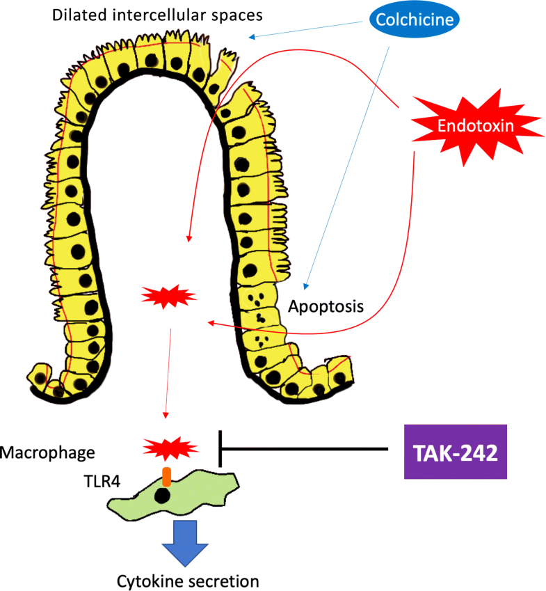 Acute Colchicine Poisoning Causes Endotoxemia via the Destruction of ...