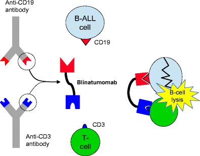 Blinatumomab for the treatment of acute lymphoblastic leukemia ...