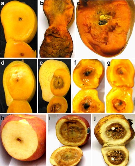 Spongy tissue development in Alphonso mango: association with ...