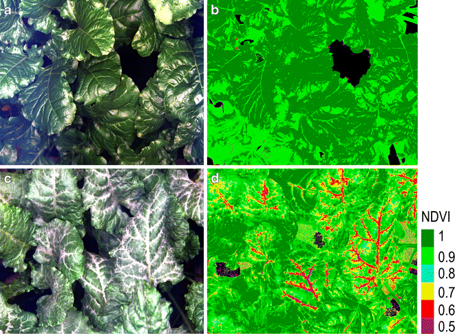 Recent advances in sensing plant diseases for precision crop protection ...