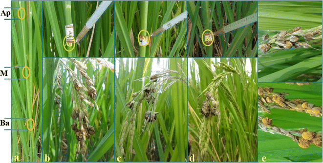 Infection processes of Ustilaginoidea virens during artificial ...