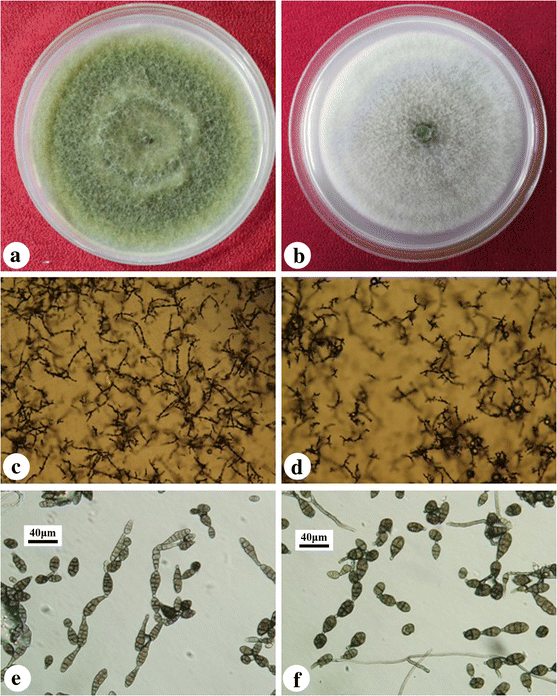 Characterization of Alternaria species associated with leaf blight of ...