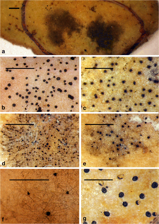 Composition of the sooty blotch and flyspeck complex on apple in Norway ...