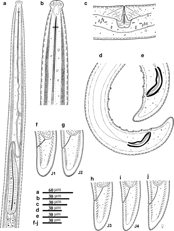 A new needle nematode, Longidorus persicus n. sp. (Nematoda ...